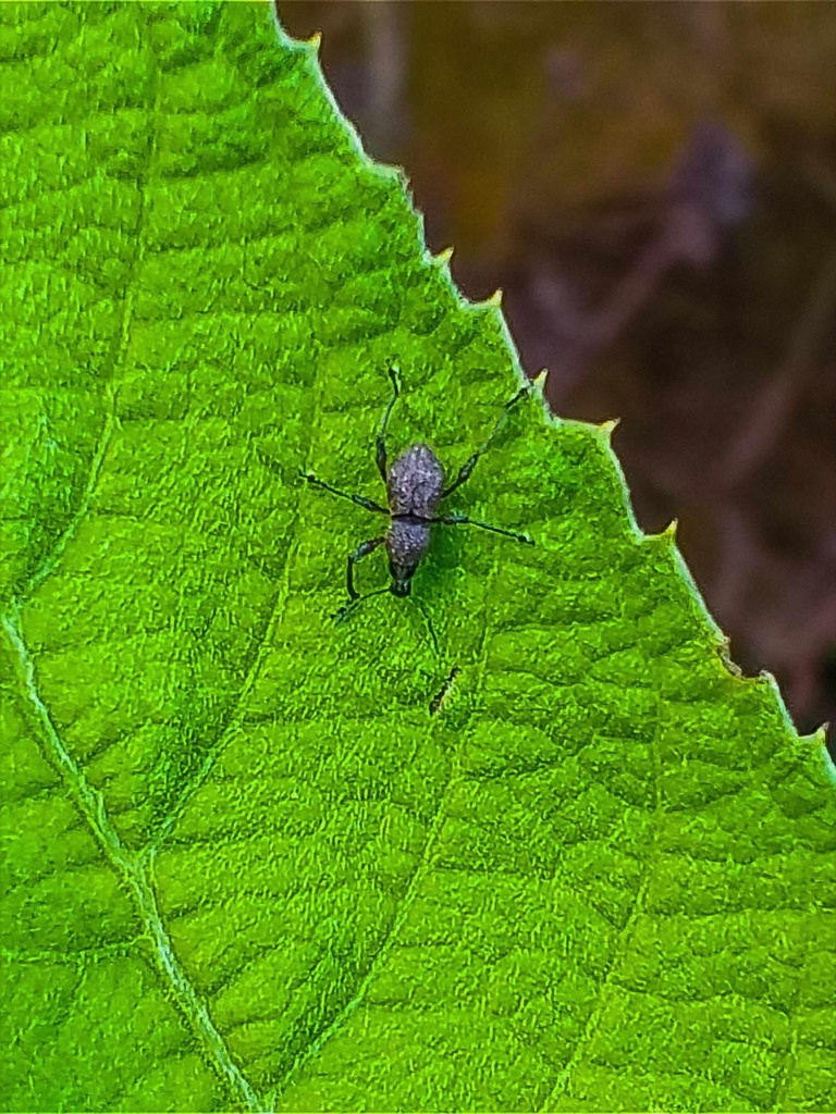 True Weevils from Mindanao, Davao City, Davao Del Sur, PH on August 19 ...