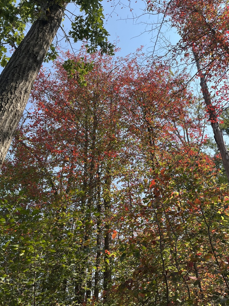 Black Tupelo in September 2024 by Richard Baxter · iNaturalist