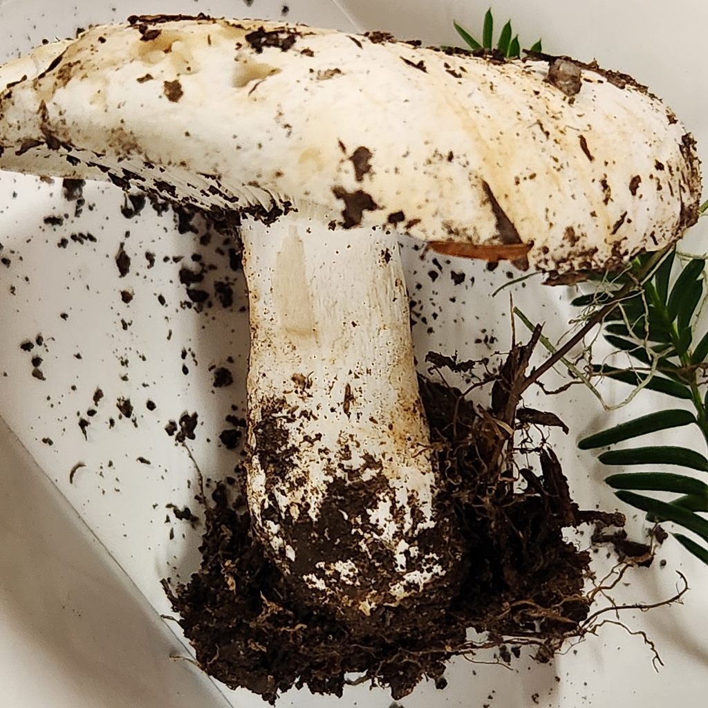 Russula cascadensis in September 2024 by Ngail · iNaturalist