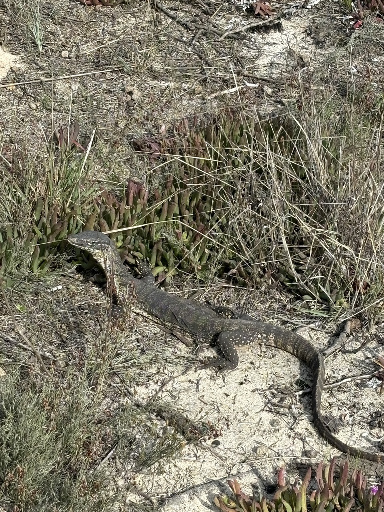 Heath Monitor in September 2024 by krobert · iNaturalist