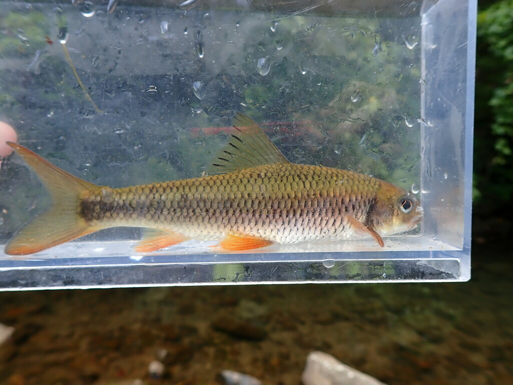 Taiwan Shoveljaw Carp in August 2024 by oliver_wu · iNaturalist