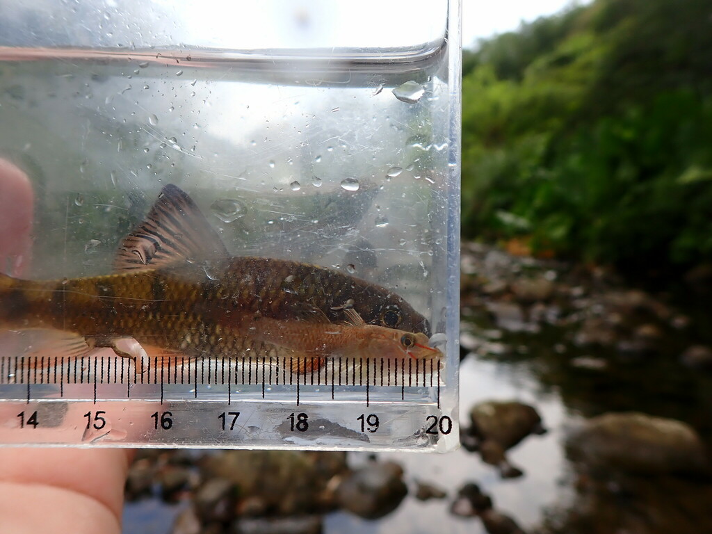 Taiwan Torrent Carp from 227台灣新北市雙溪區 on August 4, 2024 at 12:29 PM by ...