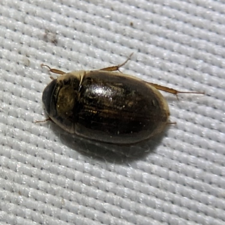 Enochrus in September 2024 by Leif · iNaturalist