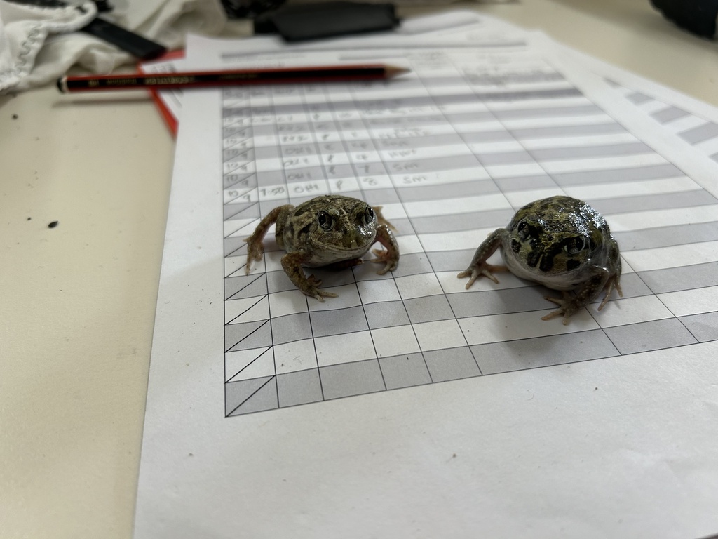 Trilling Frogs from West Ward, Nhill, VIC, AU on September 10, 2024 at ...