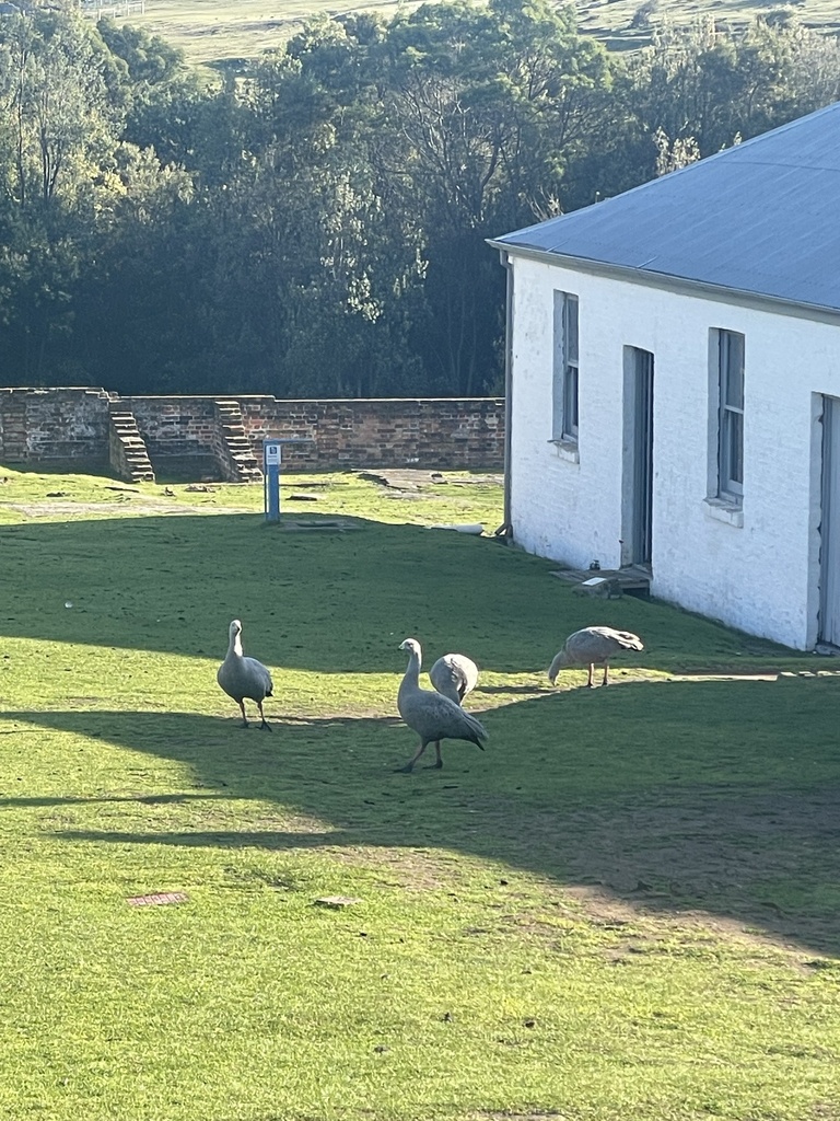 Cape Barren Goose from Maria Island National Park, Maria Island, TAS ...