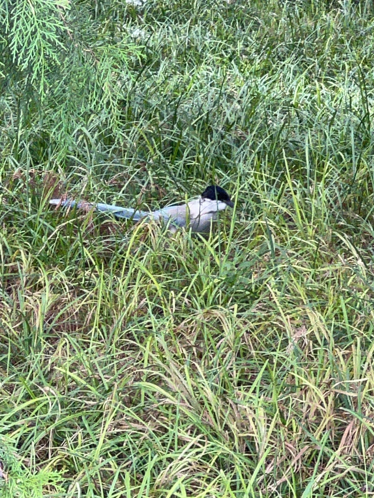 Azure-winged Magpie from Beijing, Beijing, CN on September 14, 2024 at ...