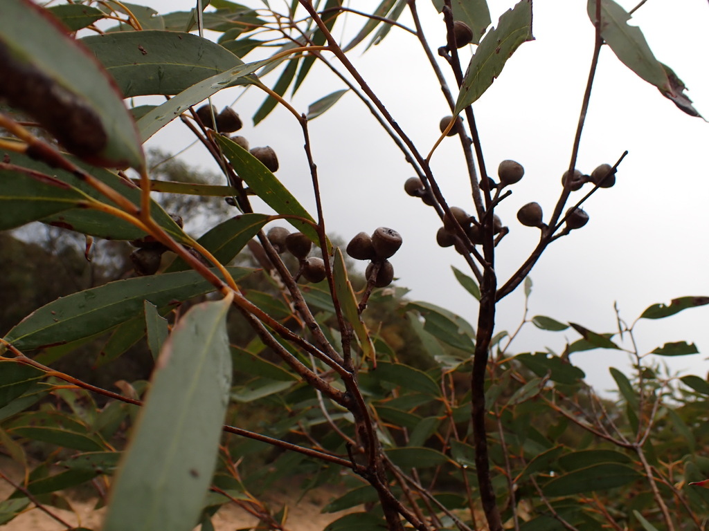 coastal white mallee gum from Ngarkat SA 5302, Australia on September 6 ...