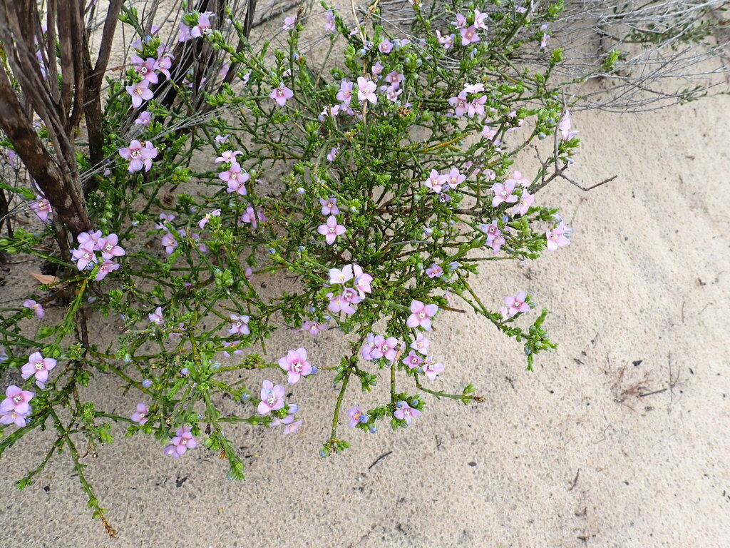Cyanothamnus coerulescens coerulescens from Ngarkat SA 5302, Australia ...