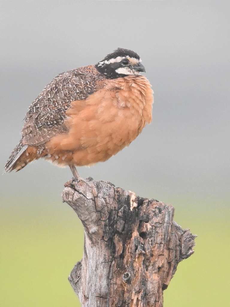 Northern Bobwhite from Monte Escobedo, Zac., México on September 12 ...