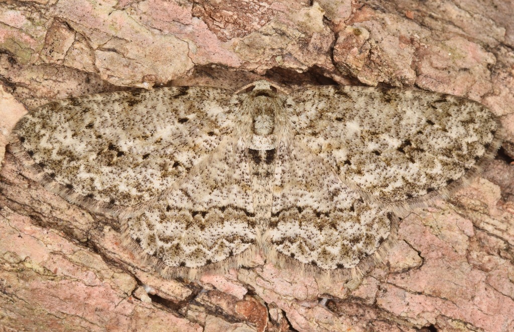 Small Engrailed (Moths of Georgia) · iNaturalist