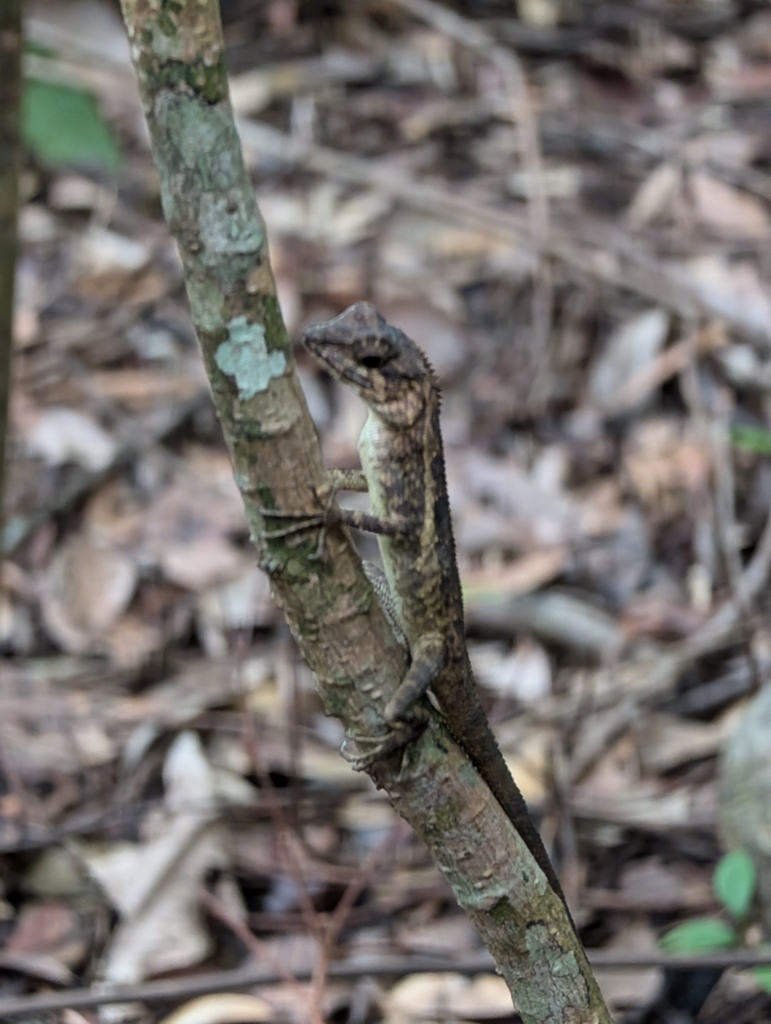 Diploderma polygonatum ishigakiense in September 2024 by Edouard ...