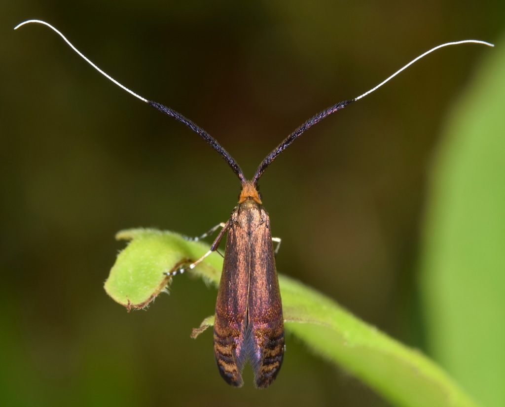 Southern Longhorn Moth (Moths of Georgia) · iNaturalist