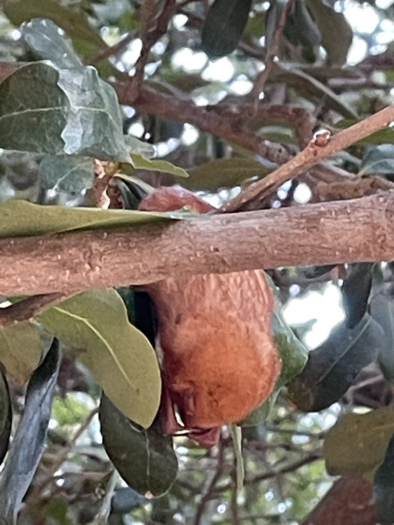 Western red bat from Davis, CA, US on September 13, 2024 at 06:20 PM by ...