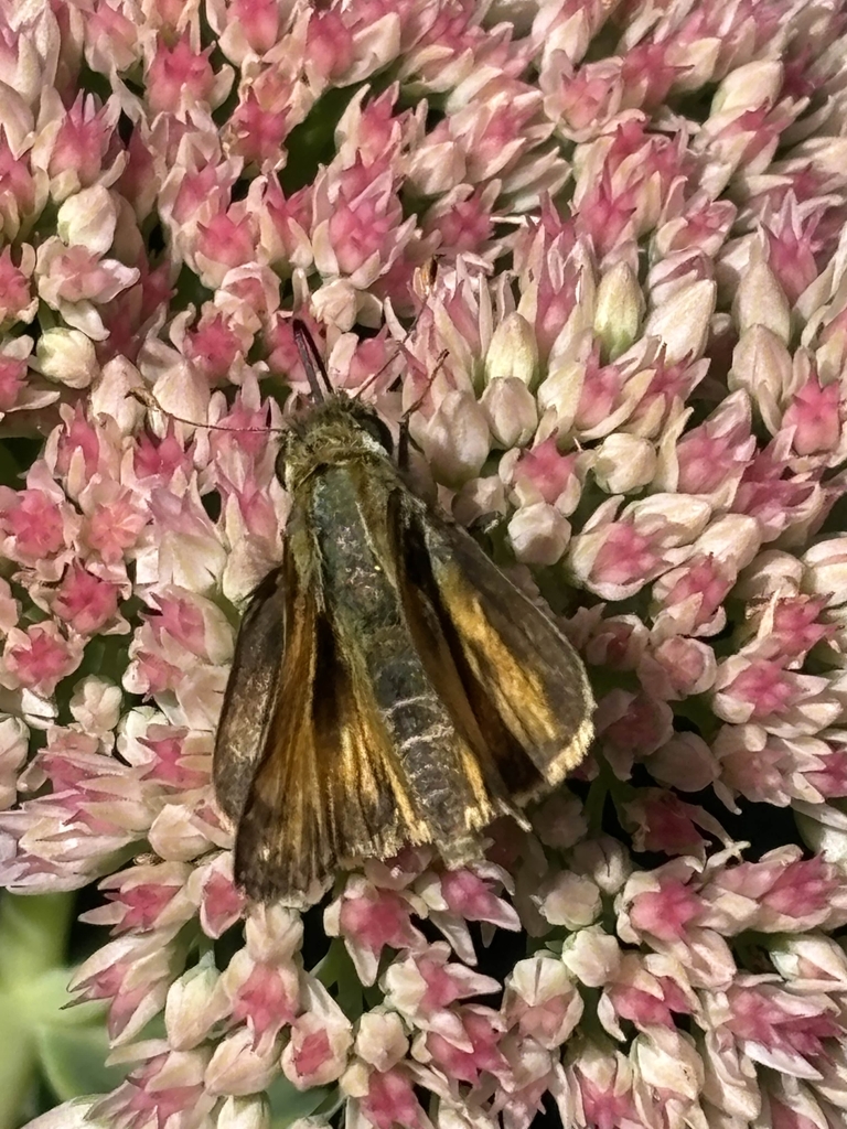 Huron Sachem in September 2024 by ashenthread · iNaturalist