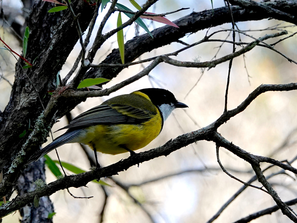 Western Australian Golden Whistler from Burnside WA 6285, Australia on ...
