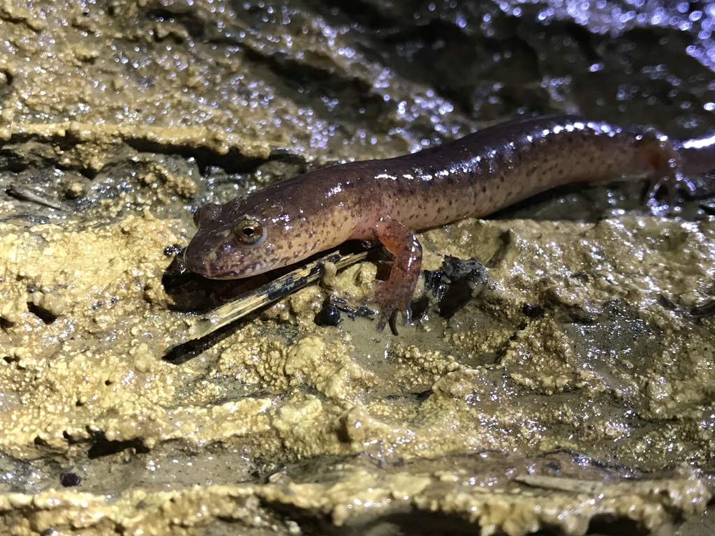 Spring Salamander from 9151–9195 Maynardville Pike, Knoxville, TN, US ...