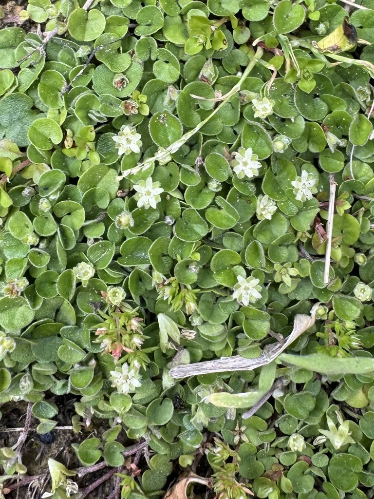 kidney weed from Rangitatau Reserve, Wellington, Wellington, NZ on ...