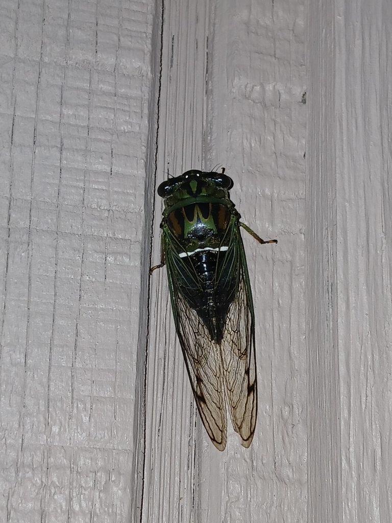 Robinson's Annual Cicada from Norman, OK 73026, USA on September 13 ...