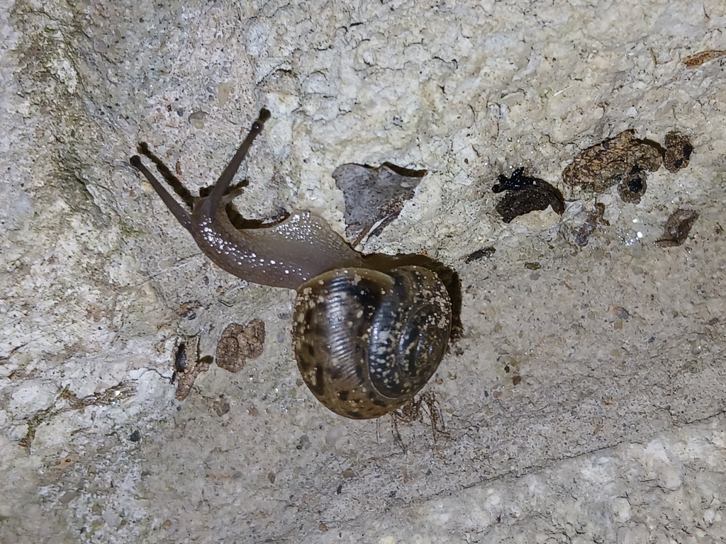 Polygyridae from Norman, OK 73026, USA on September 13, 2024 at 10:35 ...