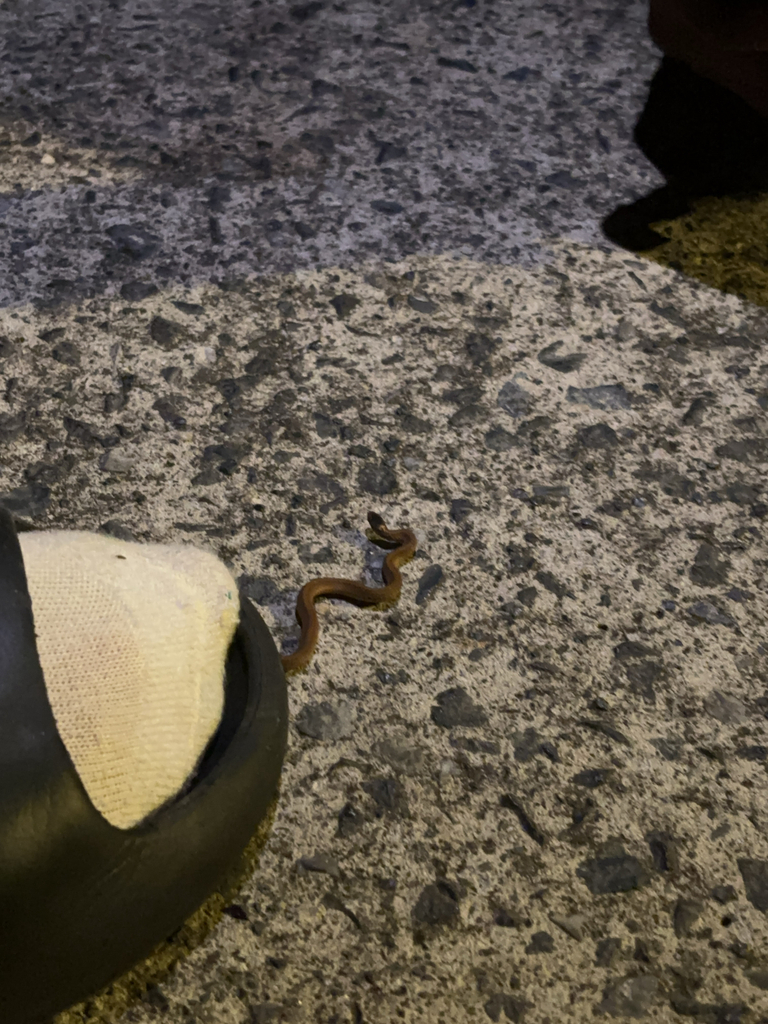 Red-bellied Snake from Rome on September 14, 2024 at 01:53 AM by ...