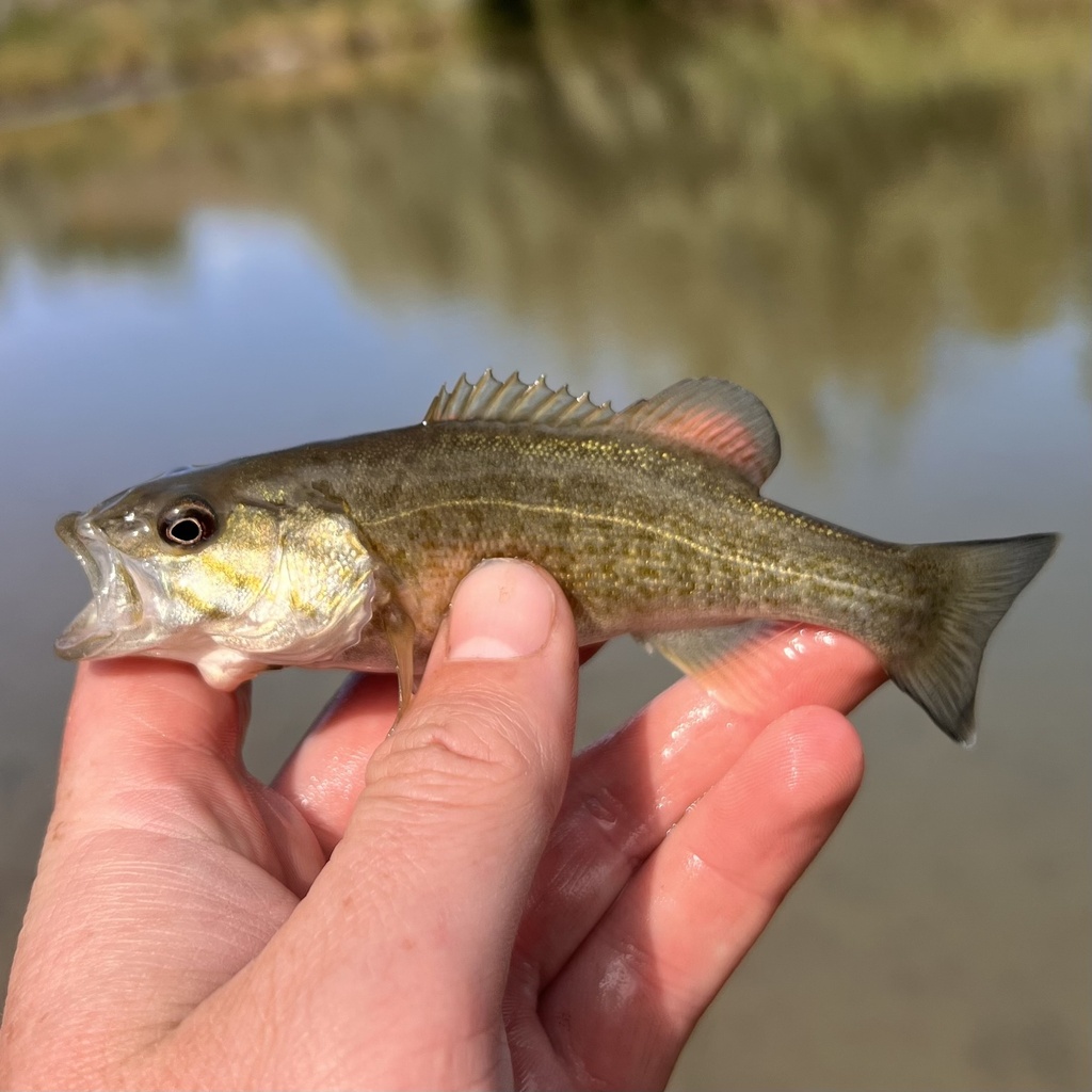 Smallmouth Bass from Lower Marias Rd, Loma, MT, US on September 13 ...