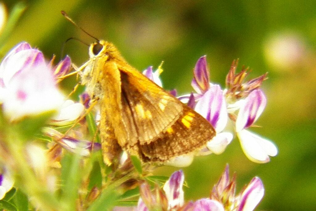 Southern Broken-Dash from Bloomer, AR 72941, USA on September 13, 2024 ...