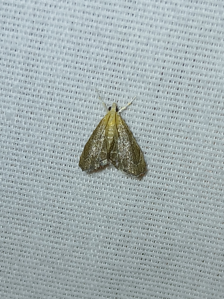 Orange-headed Stegea from Norman, OK 73026, USA on September 13, 2024 ...