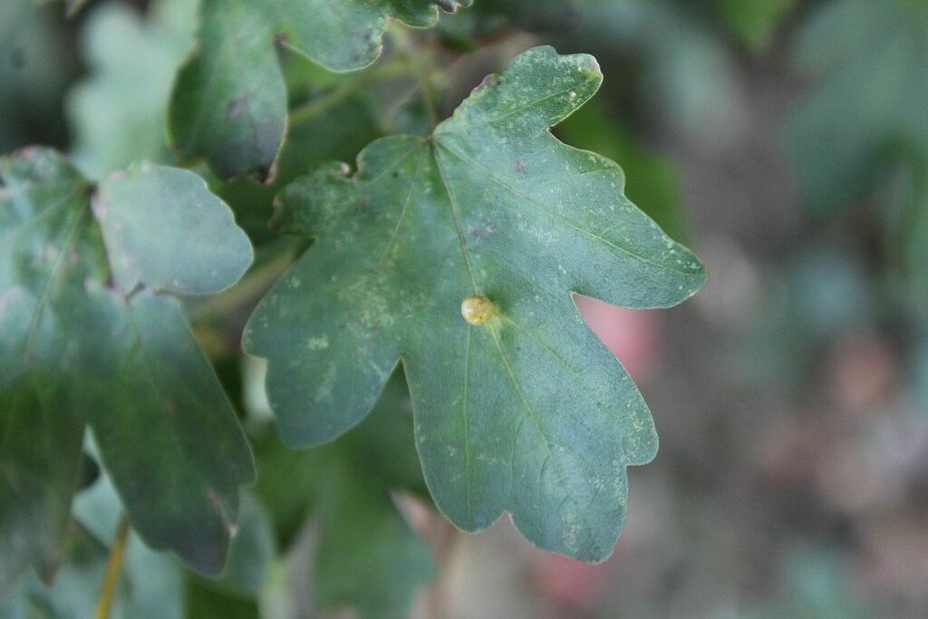 solitary maple leaf gall mite from Turners Hill, Rowley Regis, UK on ...