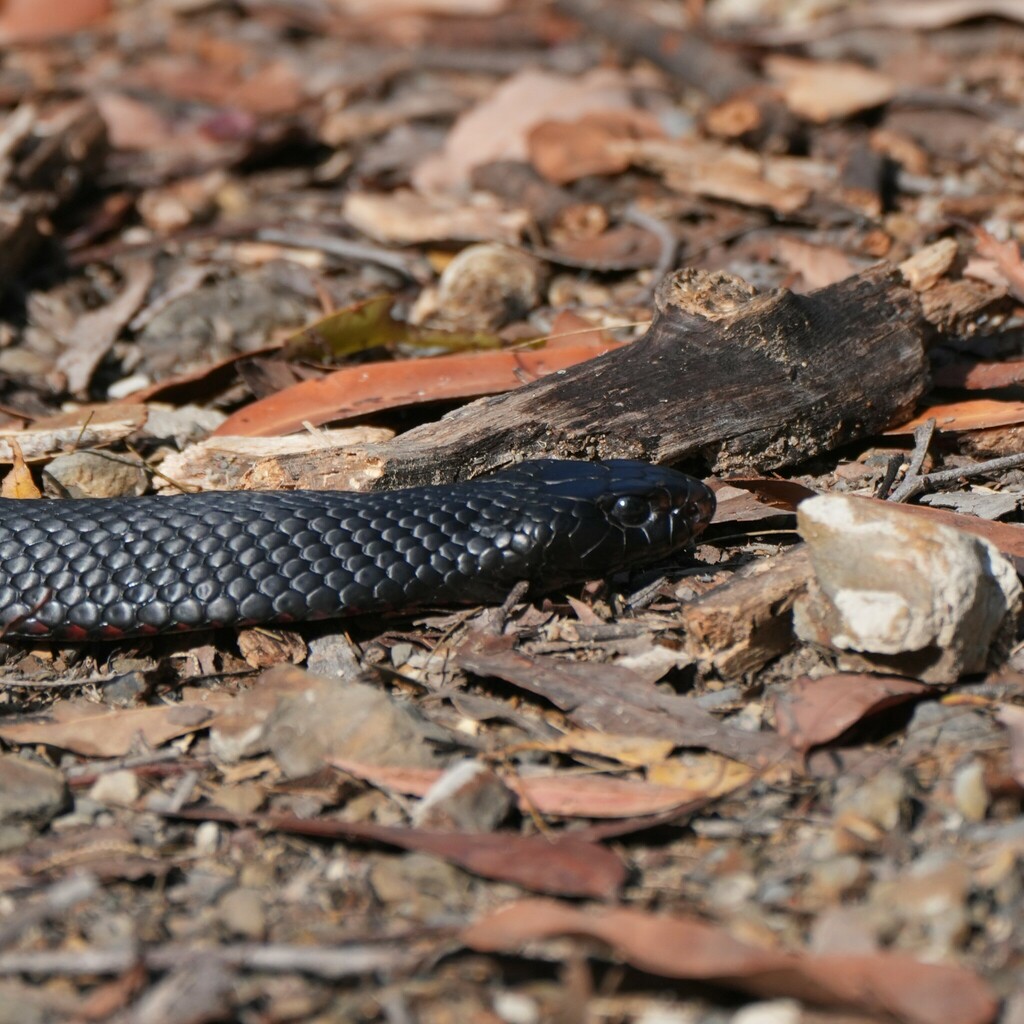 Red-bellied Black Snake from Pembrooke NSW 2446, Australia on September ...