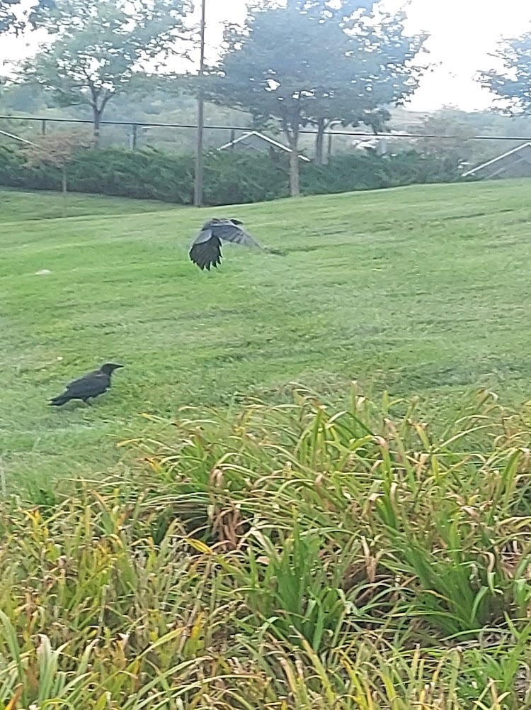 American Crow from West Des Moines, IA, USA on September 5, 2024 at 04: ...