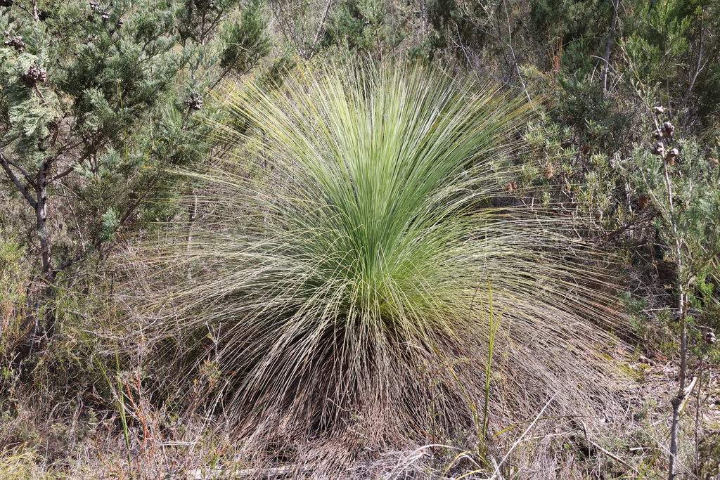 Austral Grass-tree from Mafeking VIC 3379, Australia on September 10 ...