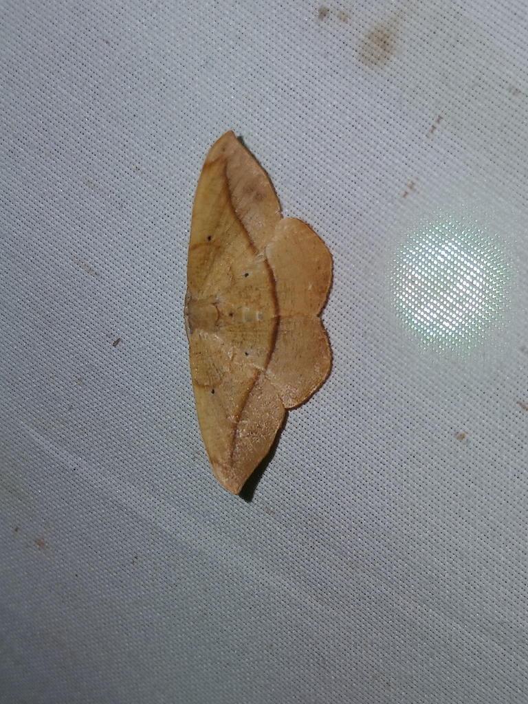 Juniper Geometer Moth from Norman, OK 73026, USA on September 13, 2024 ...