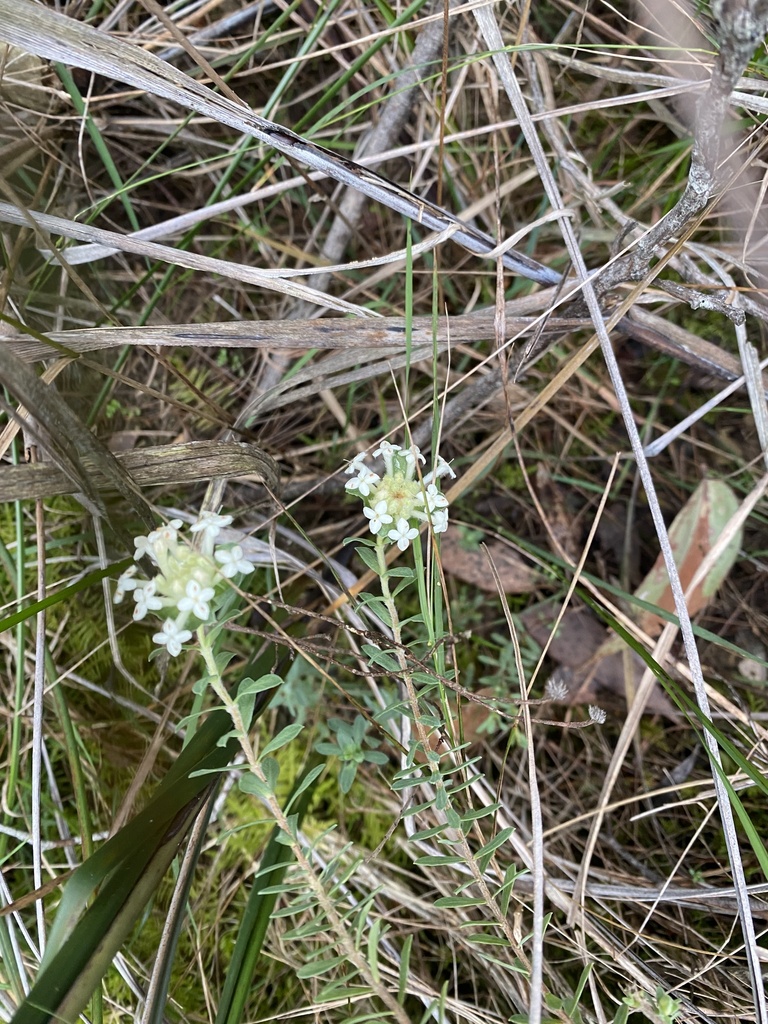 Common Rice-flower from Lorna's Triangle Bushland Reserve, Bittern, VIC ...