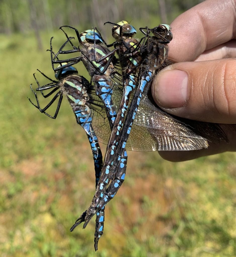 Sedge Darner from Pinezhskiy rayon, Arkhangel'sk, Russia on July 21 ...
