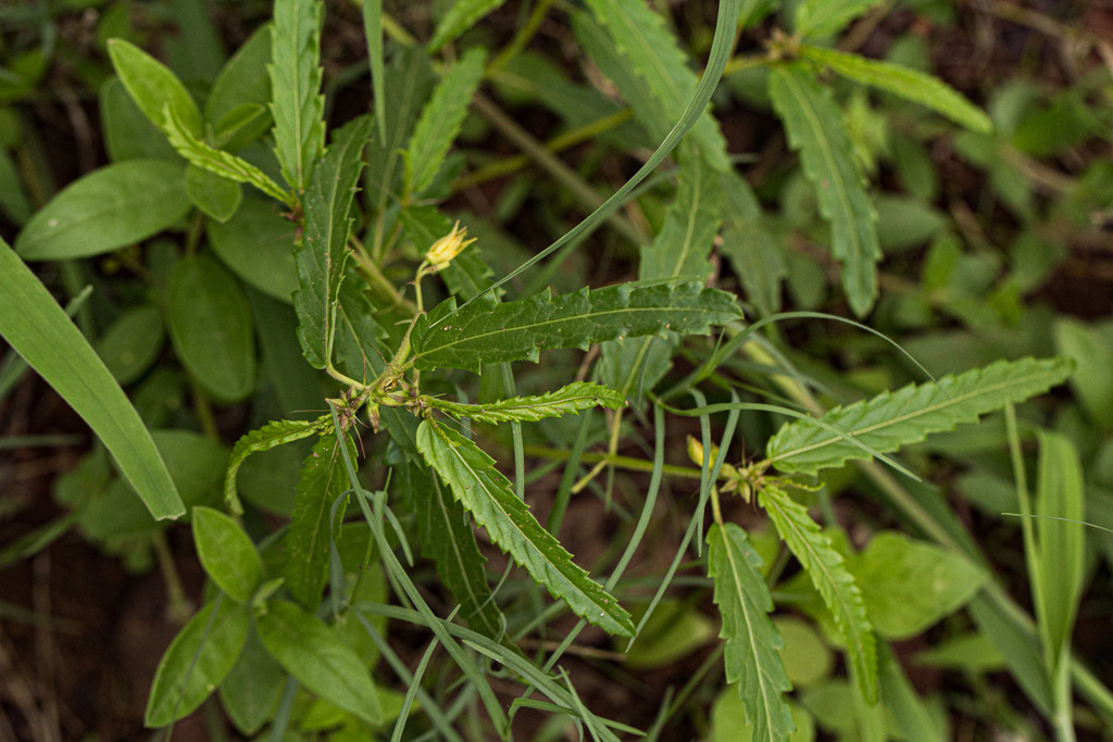 Gusha from Masvingo, Zimbabwe on January 1, 2015 at 11:19 AM by Bart ...