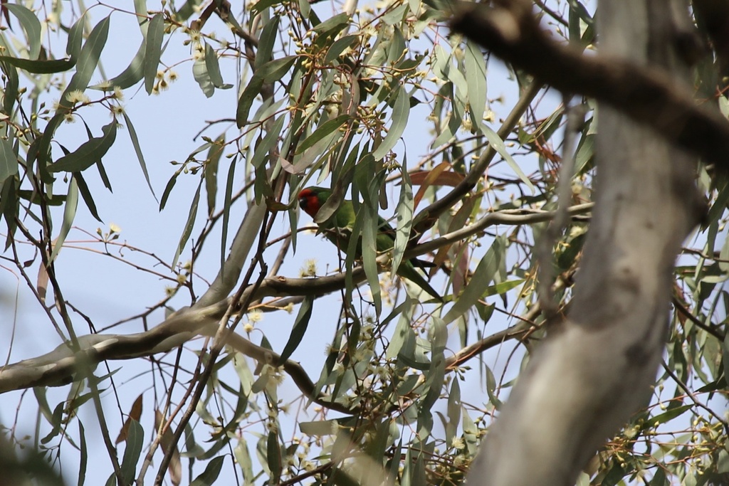 Little Lorikeet from Capertee National Park, Bogee, NSW, AU on ...
