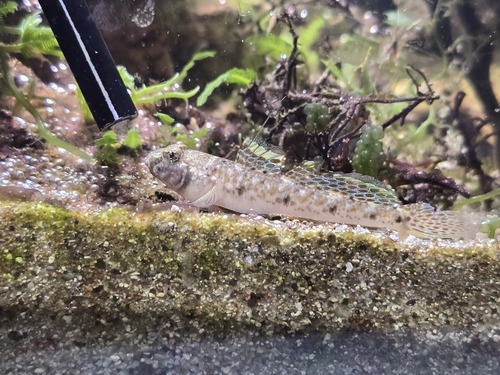 Sharp-Nosed Sand Goby (Favonigobius gymnauchen) · iNaturalist Guatemala