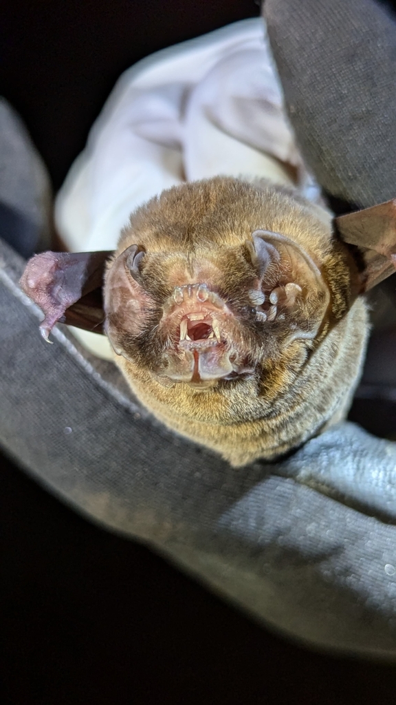 Ghost-faced Bat from 67326 N.L., México on September 13, 2024 at 07:30 ...