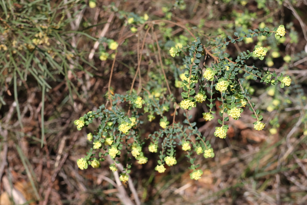 Yellow Rice-flower from Mafeking VIC 3379, Australia on September 10 ...