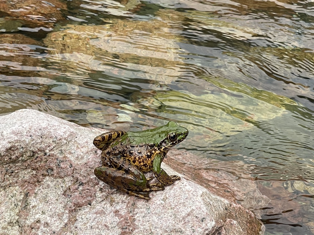Green Odorous Frog from Yingjing, Ya'an, Sichuan, CN on September 14 ...
