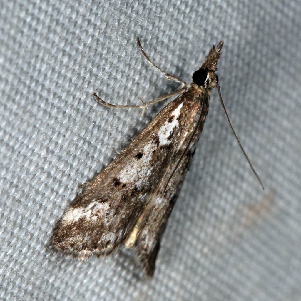 Crambid Snout Moths from Big Desert VIC 3490, Australia on September 10 ...