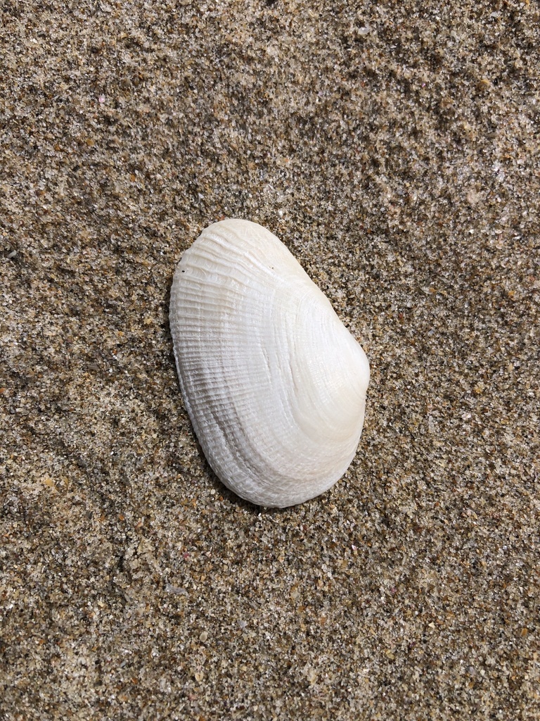 Radiately-Ridged Trough Shell in September 2024 by inatau. Byron Hope ...