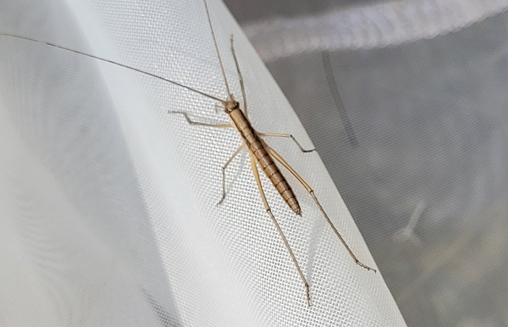 Australian Twig-mimicking Katydid from Amiens QLD 4380, Australia on ...