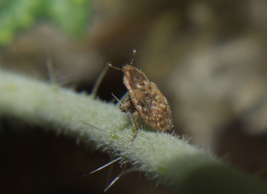 Puncture Vine Weevils For Sale