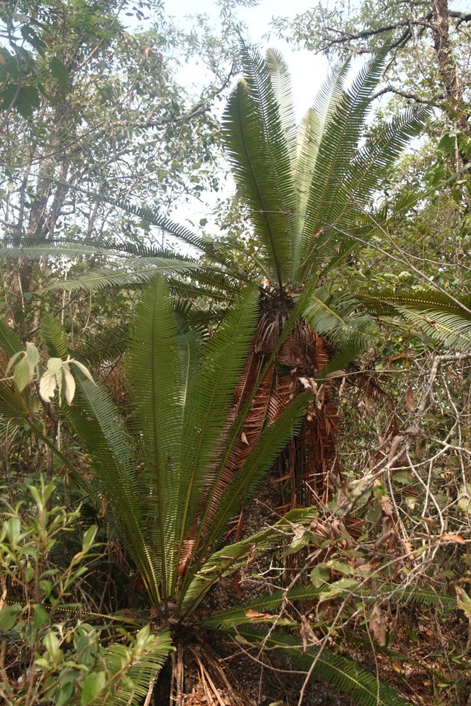 Chestnut Dioon (Dioon edule) - Botanical Realm