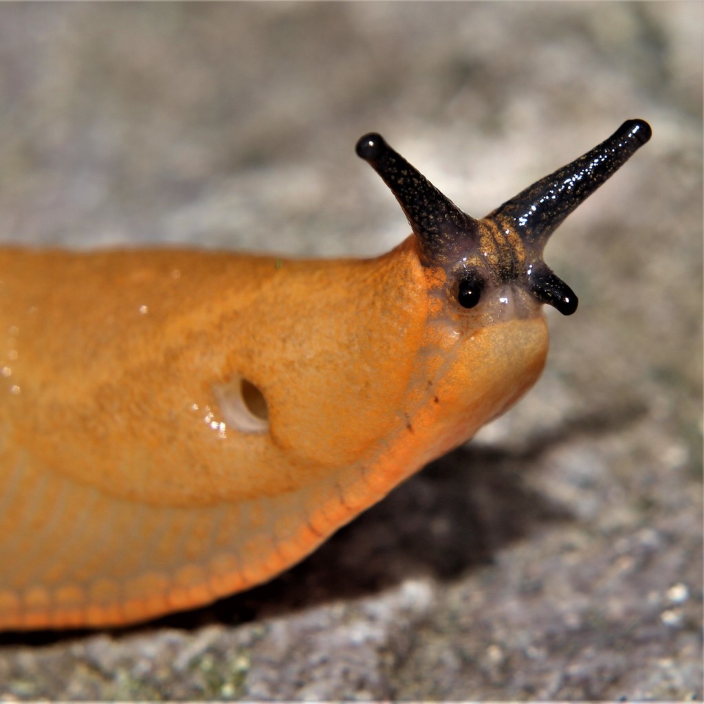 Arion Slugs (Hampstead Heath Scavenger Hunt) · iNaturalist