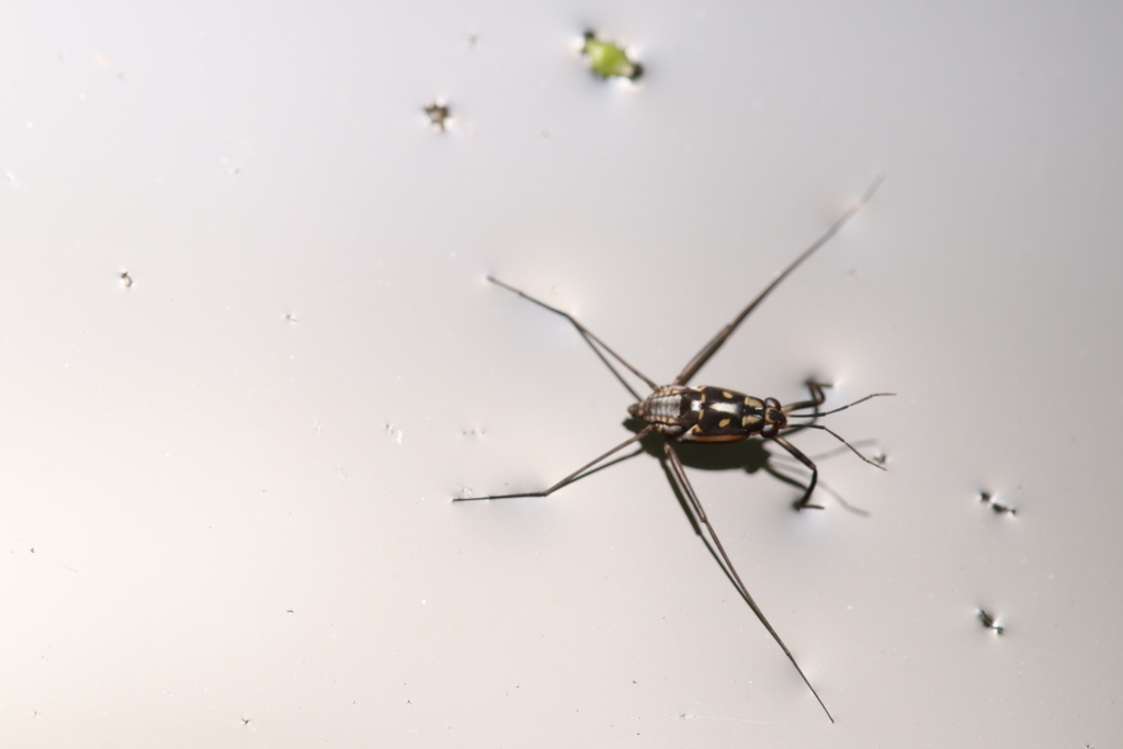 Trepobates subnitidus from Okolona, KY 40229, USA on September 8, 2024 ...