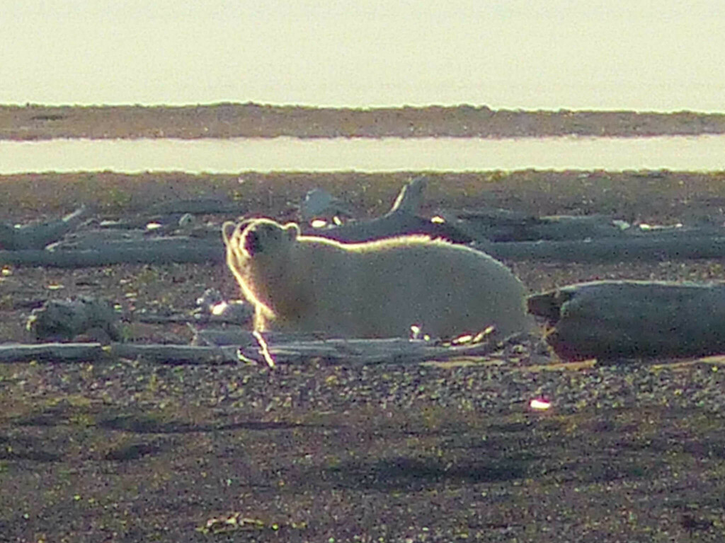 Polar Bear in August 2024 by Raphael Forns · iNaturalist