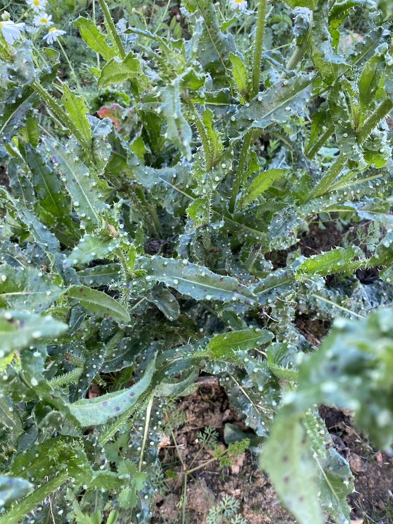 bristly oxtongue from Bures Hamlet, Bures, England, GB on September 12 ...