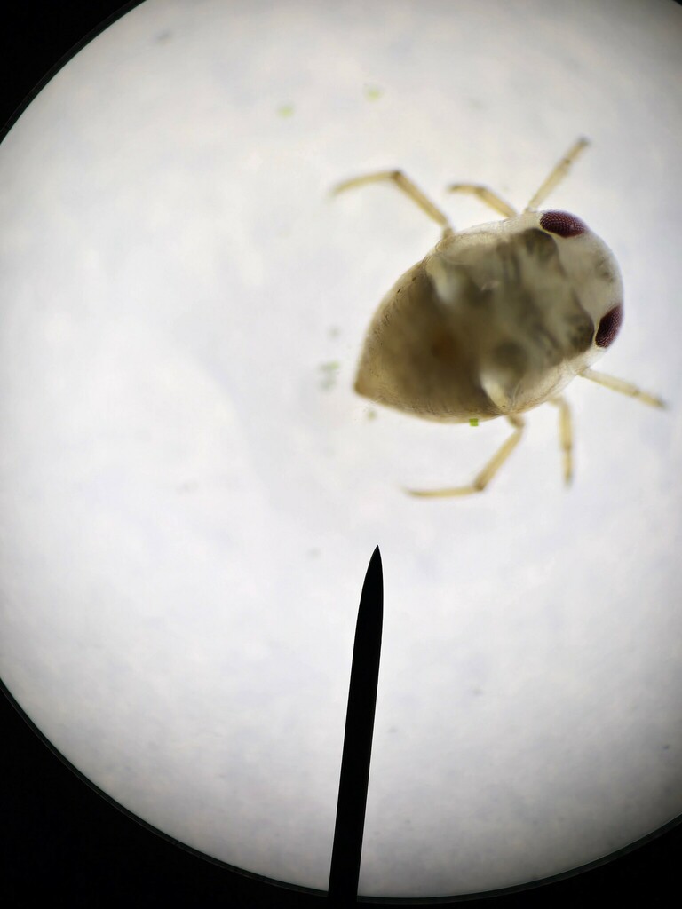 Pygmy Backswimmers (Aquatic macroinvertebrates in Iowa) · iNaturalist